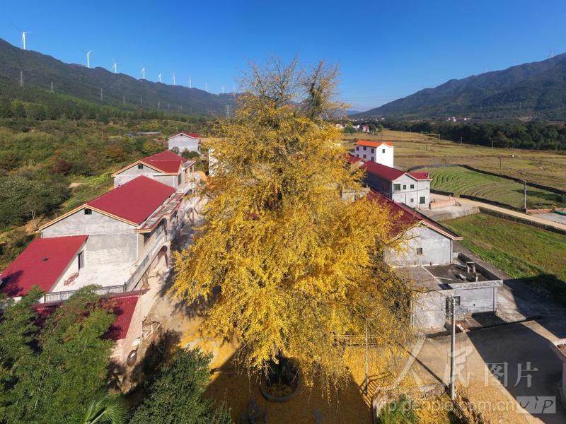 江西泰和：古银杏披“金甲”-人民图片网