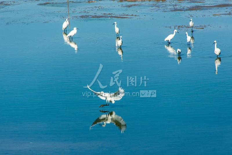 江苏淮安：白鹭飞舞生态美-人民图片网