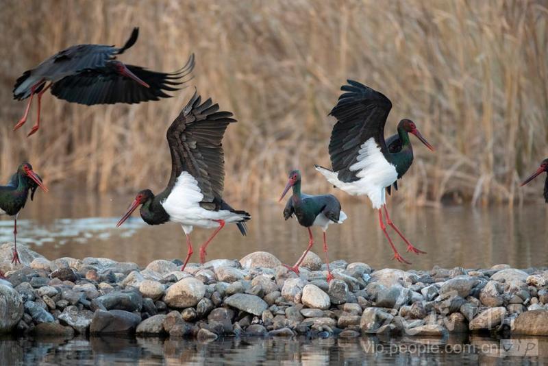 河南鲁山：黑鹳栖息玉水湾-人民图片网