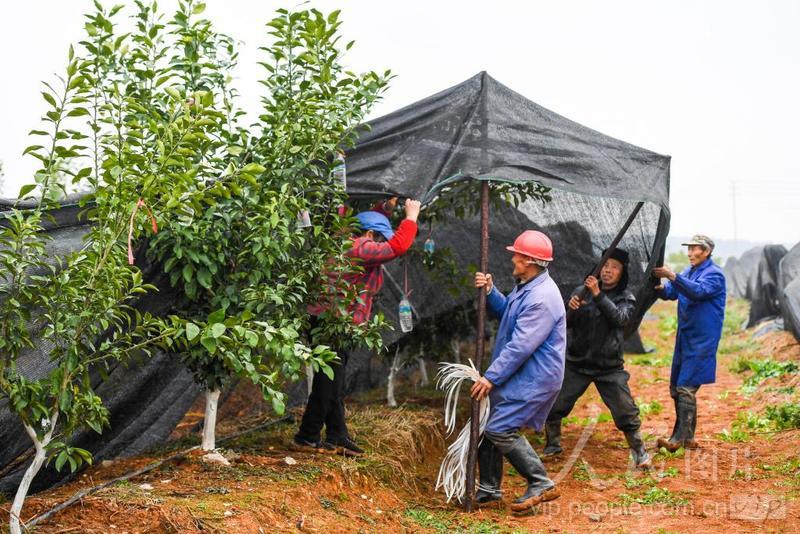 江西上高：农技专家一线“问诊”保农业生产-人民图片网