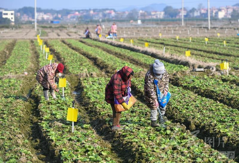 湖南道县：田间管护忙-人民图片网