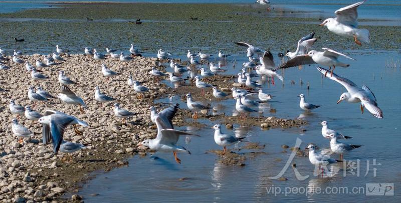 安徽肥东：候鸟栖息-人民图片网