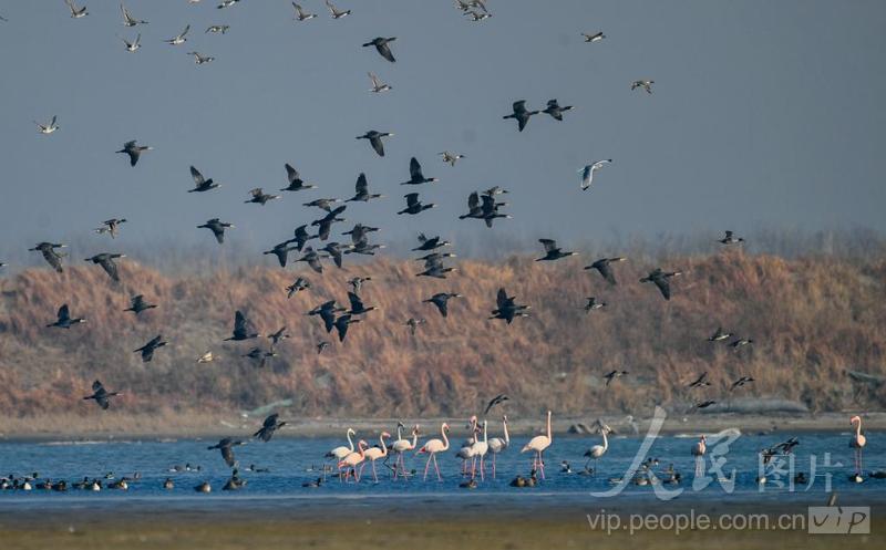 江苏东台：火烈鸟在湿地翩翩起舞-人民图片网