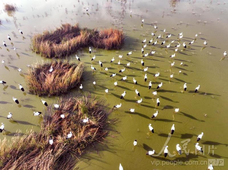 江苏连云港：生态美 候鸟栖-人民图片网