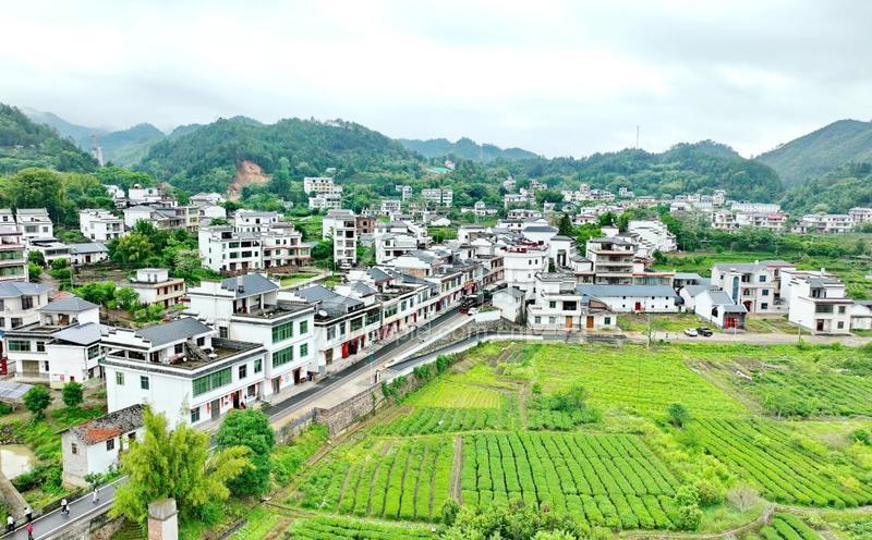 江西上犹：茶园春色引客来-人民图片网