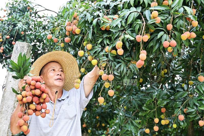 广西合浦：又到一年荔枝尝鲜季-人民图片网