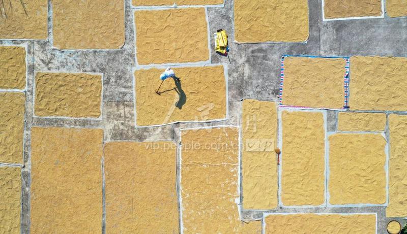 贵州从江：晾晒稻谷-人民图片网