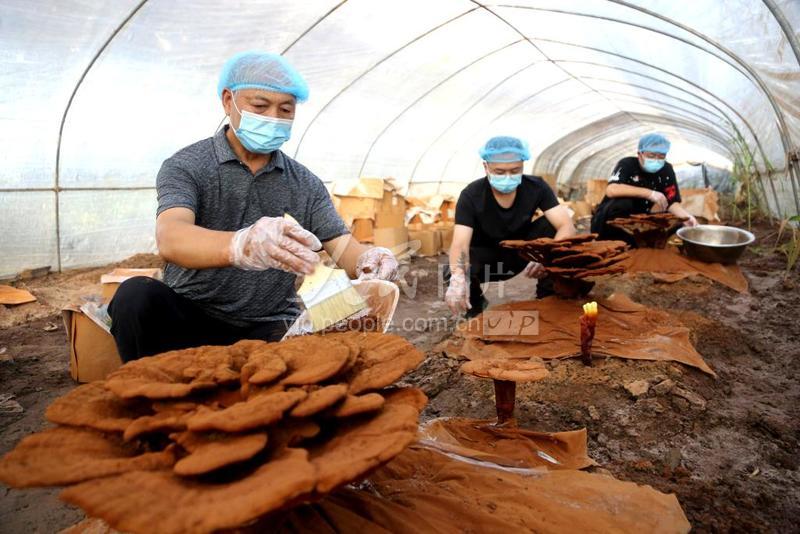 江苏连云港：灵芝孢子粉丰收助增收-人民图片网