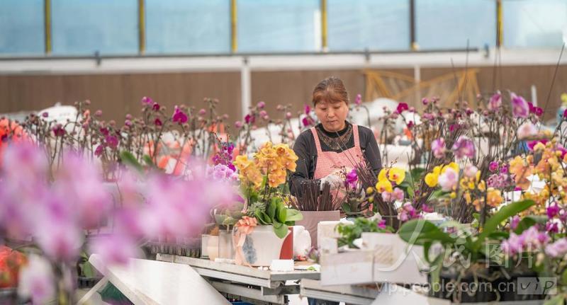 江苏沭阳：蝴蝶兰带火“美丽经济”-人民图片网