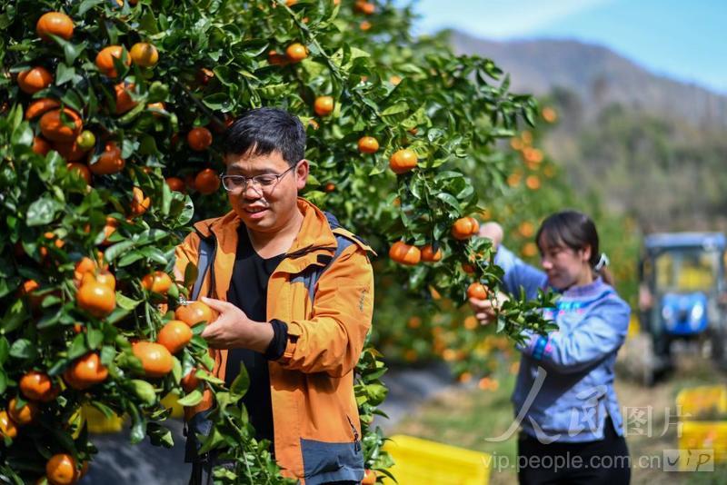 贵州罗甸：采收鲜果供应春节市场-人民图片网