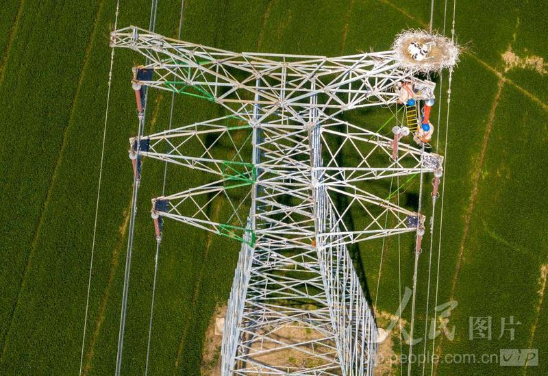 江苏兴化： 爱鸟护线 守护共同家园-人民图片网