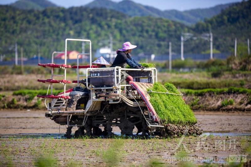 江西都昌：高标准农田机插忙-人民图片网