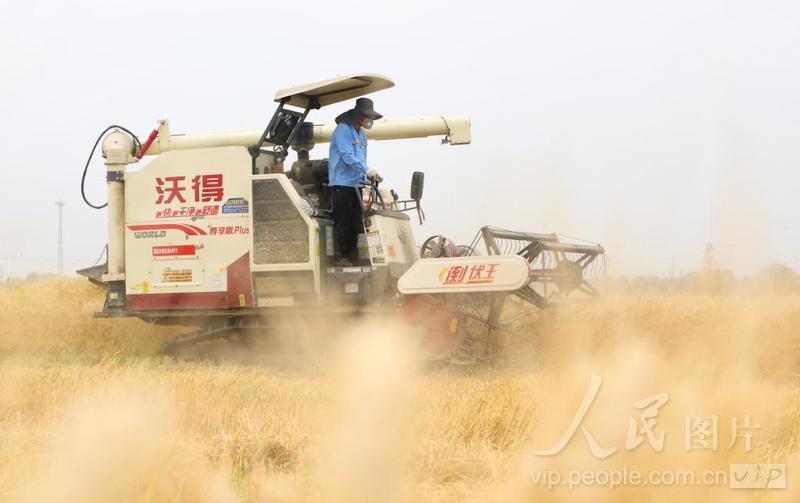 安徽肥西：小田变大田 麦熟收割忙-人民图片网