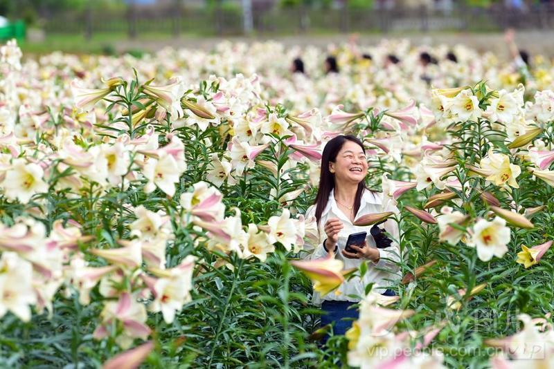 江西万载：夏日百合花正艳-人民图片网