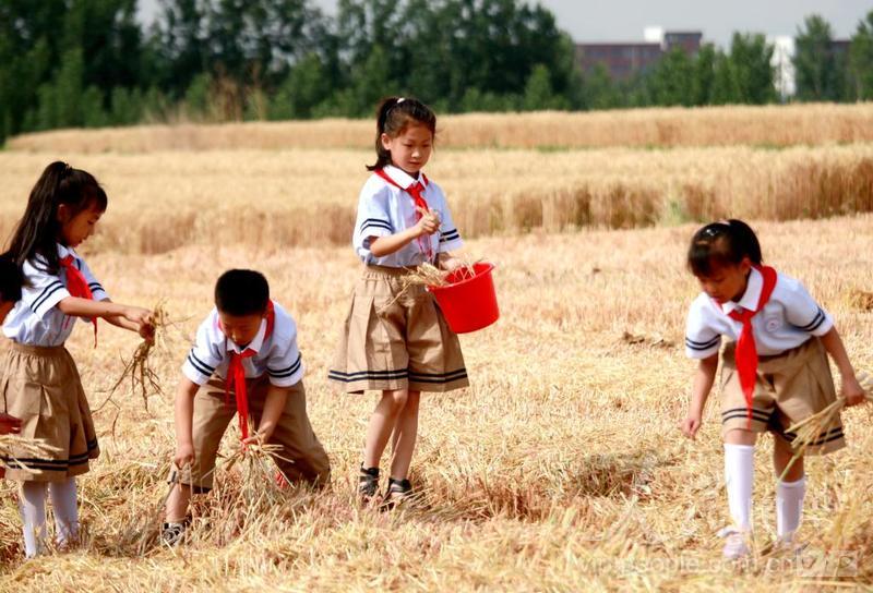 山东平邑：田间拾麦穗 体验劳动美-人民图片网