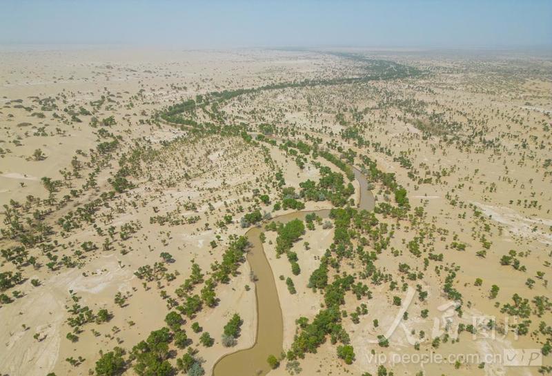 新疆尉犁：塔里木河流域生态环境改善-人民图片网