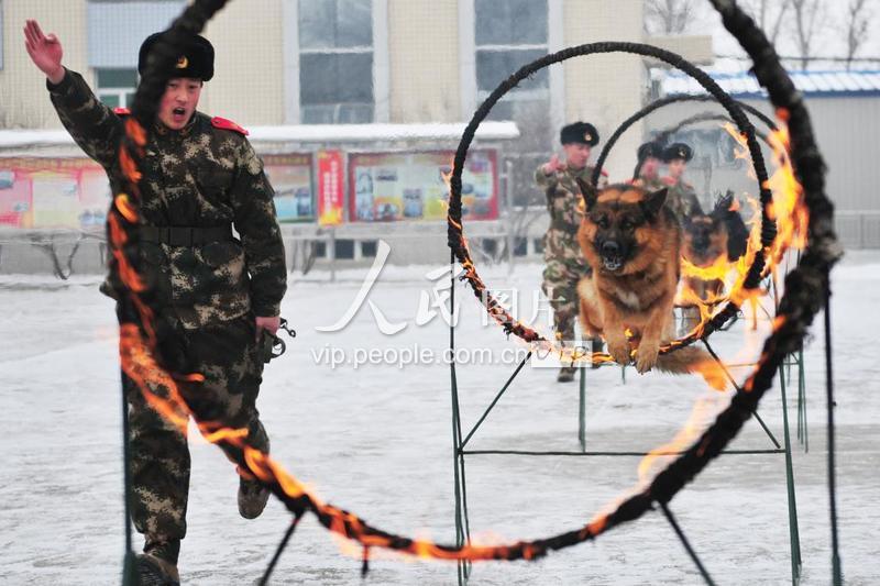 新疆昌吉：零下20℃警犬练真功-人民图片网